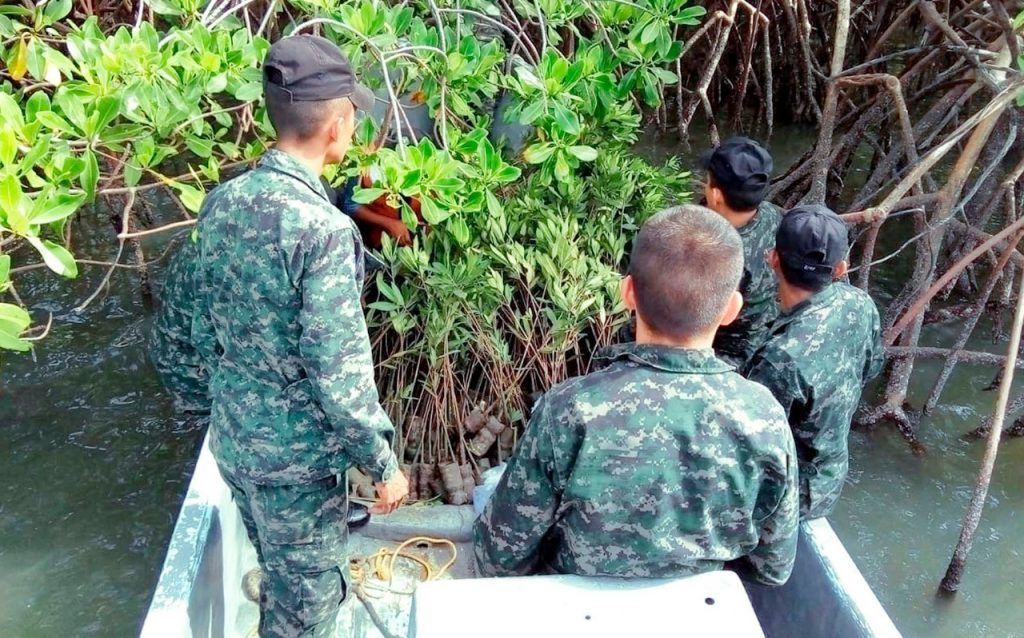 Jornada de reforestación masiva de mangle en Golfo de Fonseca