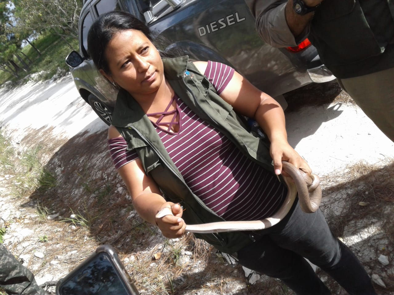 Serpiente zumbadora retorna a su hogar natural