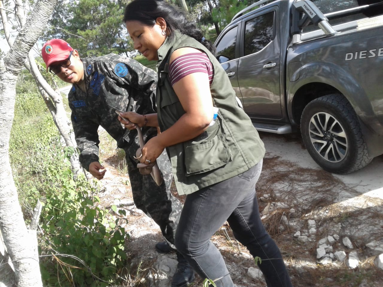 Serpiente zumbadora retorna a su hogar natural