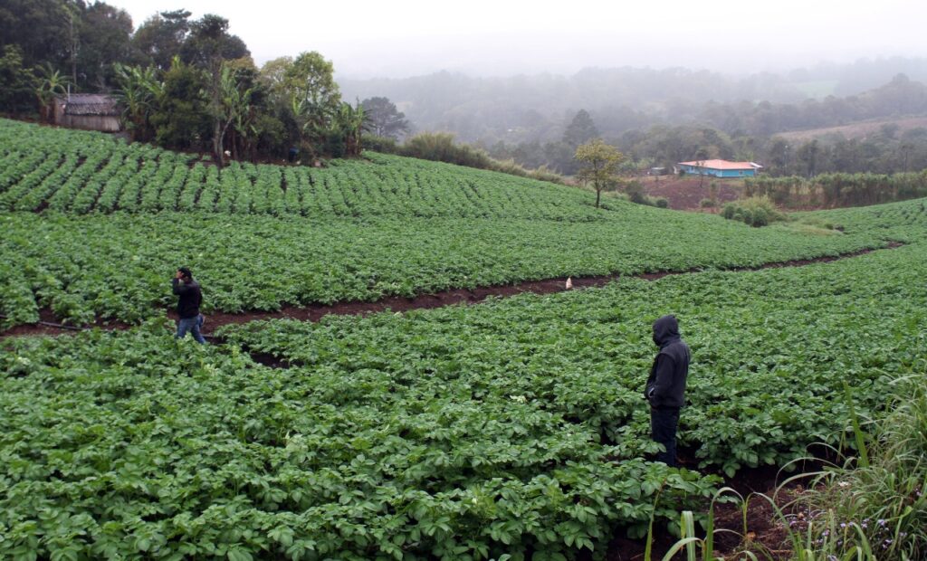 Productores de papa de Intibucá reciben insumos y semillas para mejorar ...
